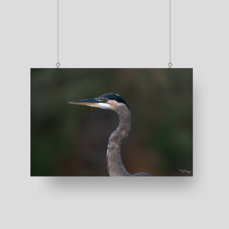 Natural World - Fine Art Photography - Toni Payne - Interior Decor - Nature